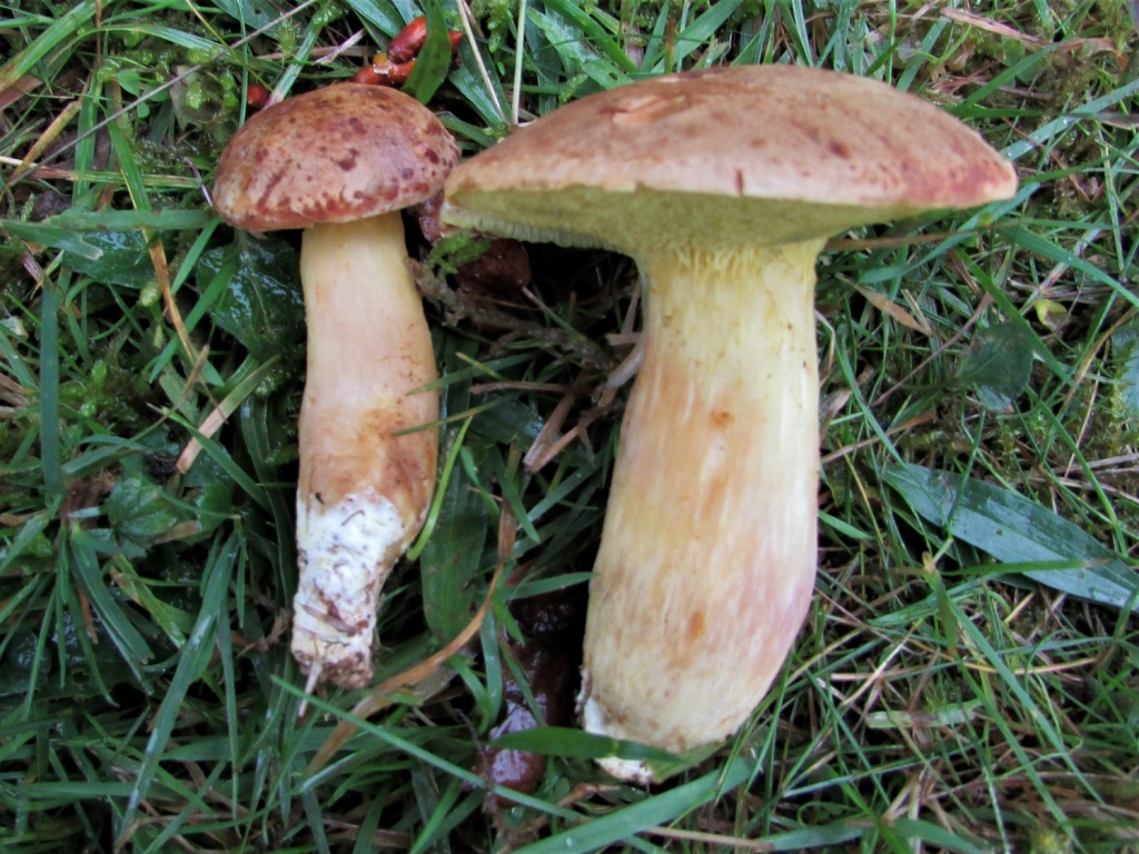 Suede Bolete - Wild Food UK