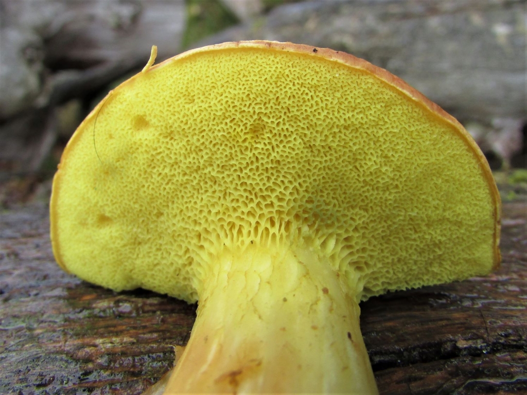 Suede Bolete - Wild Food UK