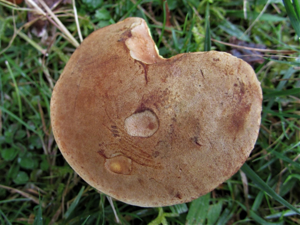 Suede Bolete - Wild Food UK