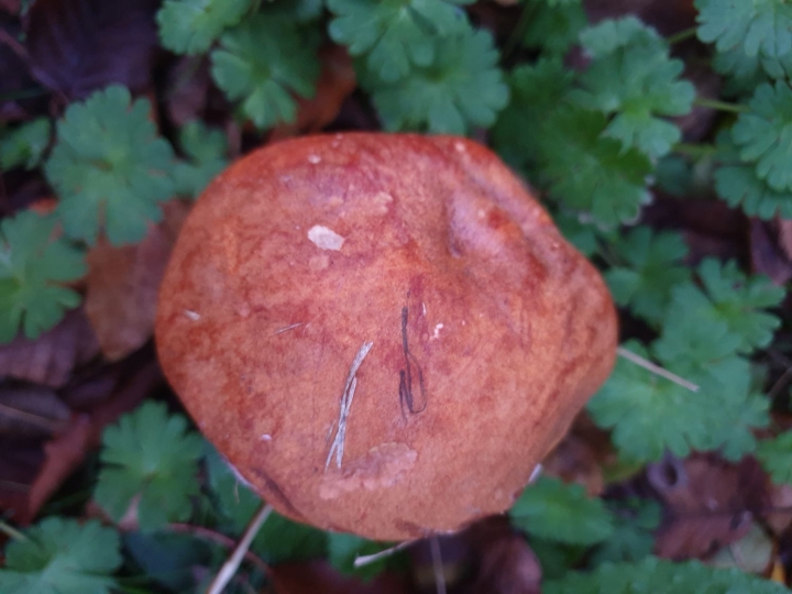 Aspen Bolete - Wild Food UK