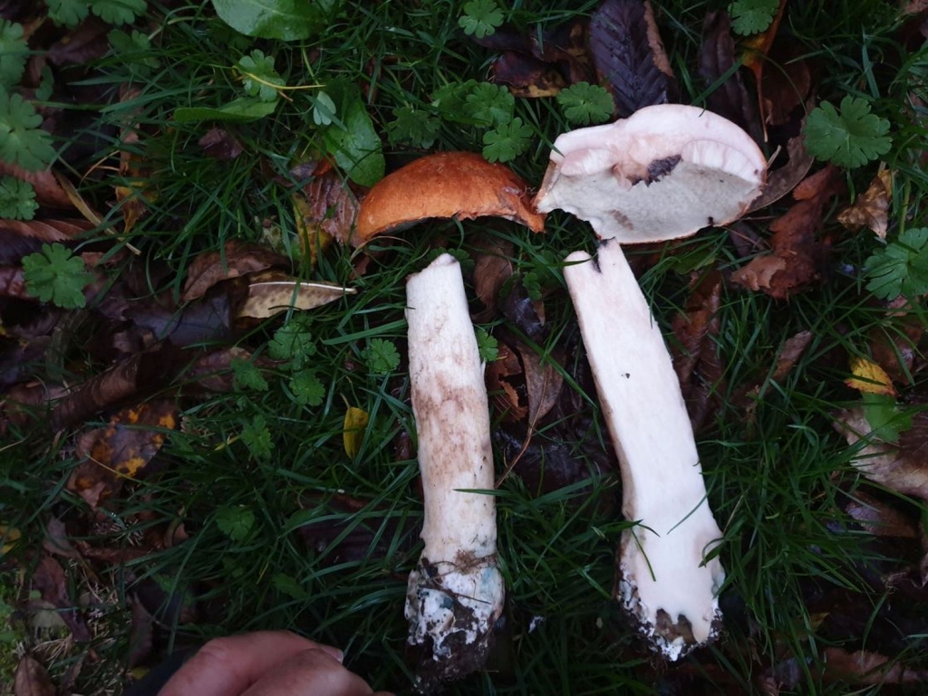 Leccinum albostipitatum