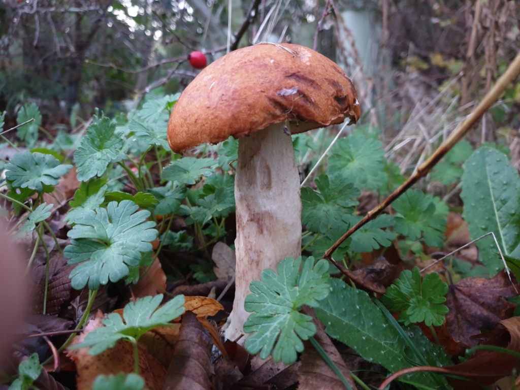 Aspen Bolete - Wild Food UK