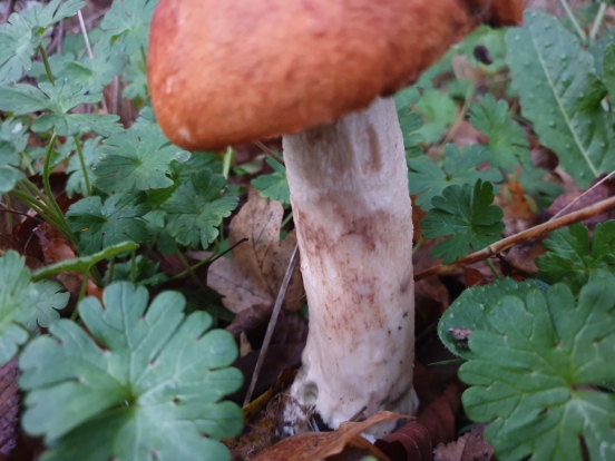 Aspen Bolete - Wild Food UK