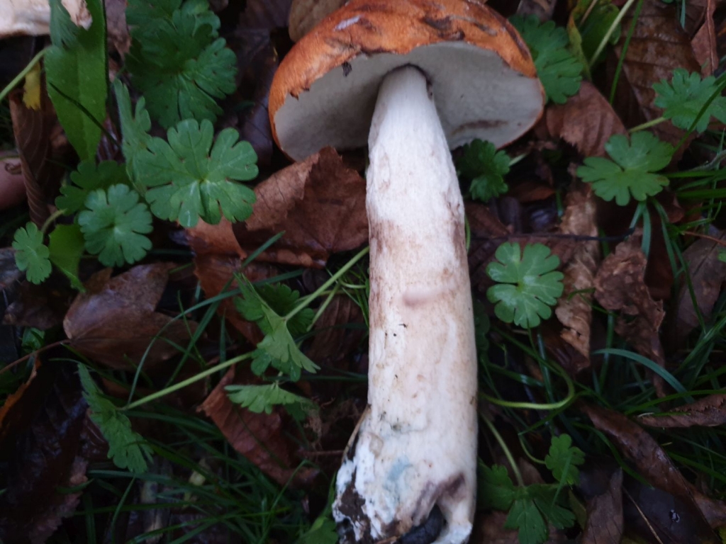 Aspen Bolete - Wild Food UK