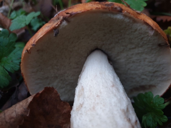 Aspen Bolete - Wild Food UK