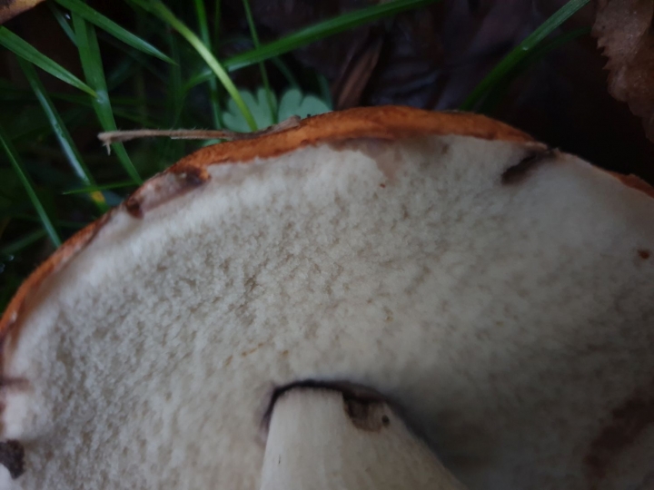 Aspen Bolete - Wild Food UK