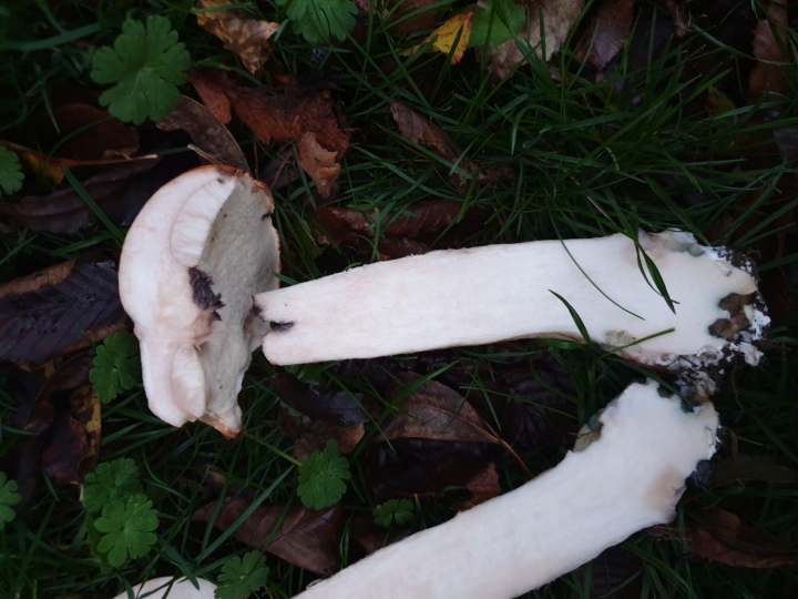 Aspen Bolete - Wild Food UK
