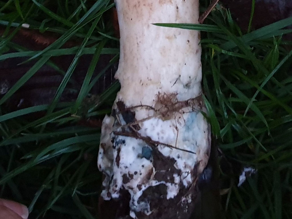 Aspen Bolete - Wild Food UK