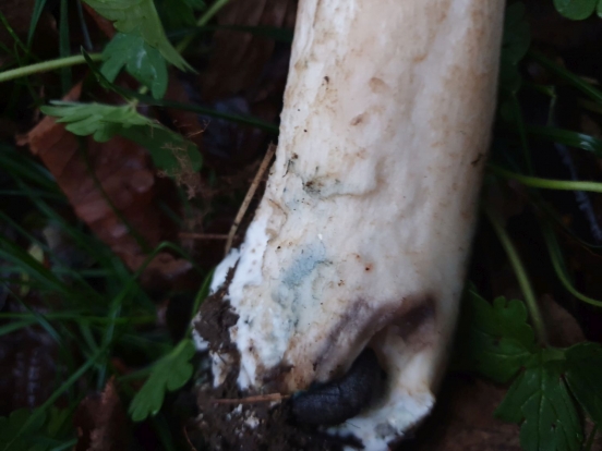 Aspen Bolete - Wild Food UK