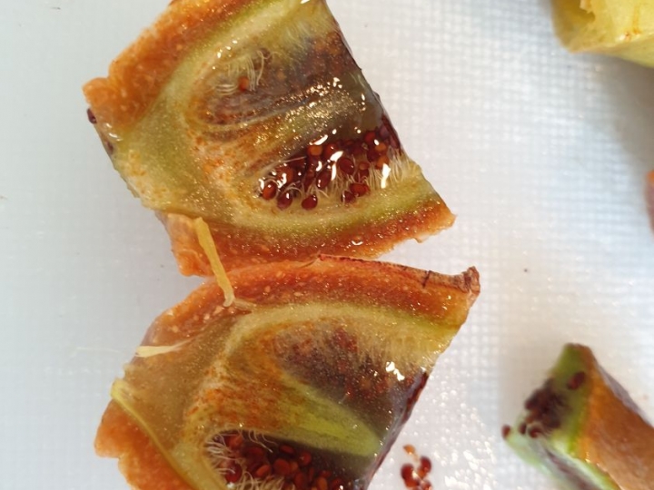 Sour Fig - Wild Food UK