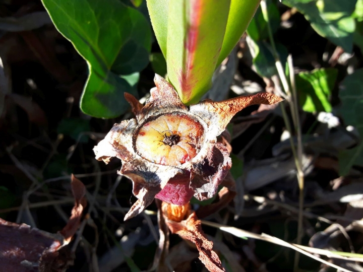 Sour Fig - Wild Food UK
