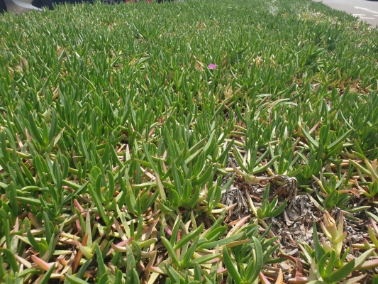 Sour Fig - Wild Food UK