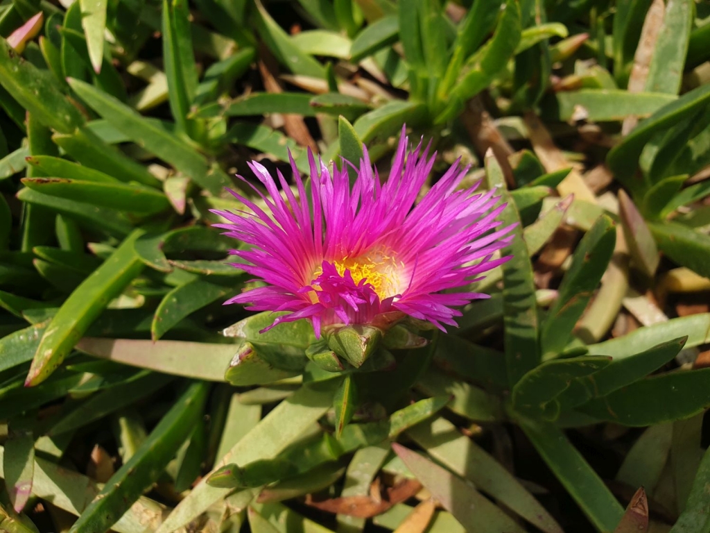 Sour Fig - Wild Food UK