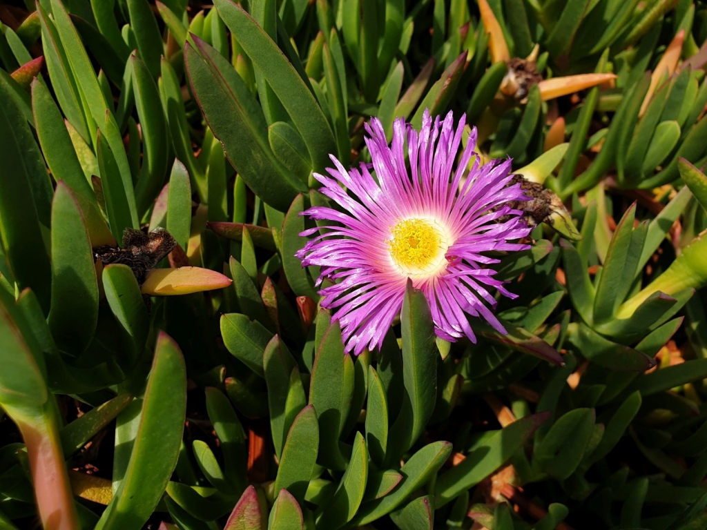 Sour Fig - Wild Food UK