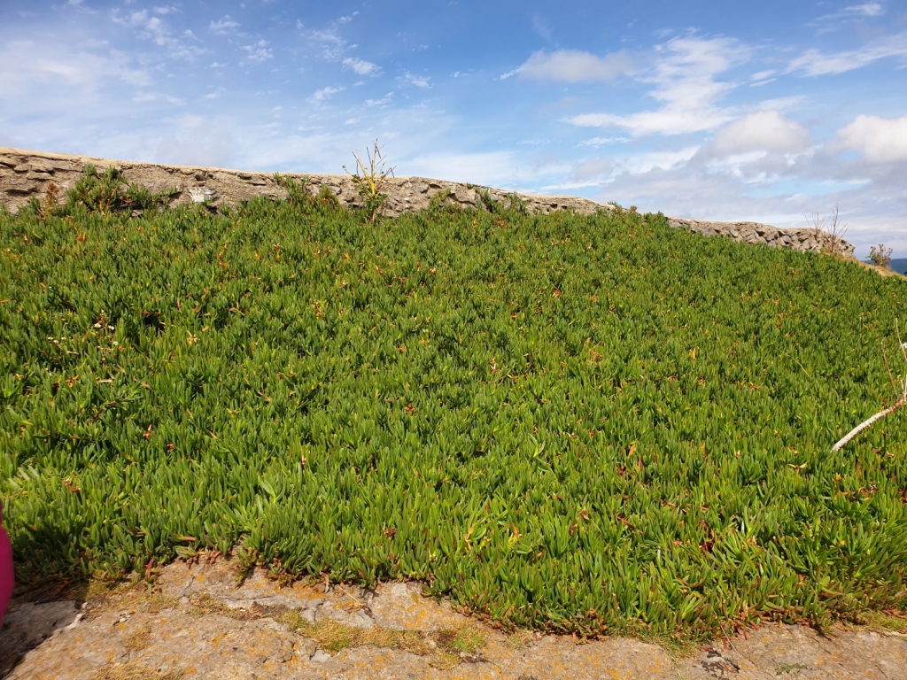 Sour Fig - Wild Food UK