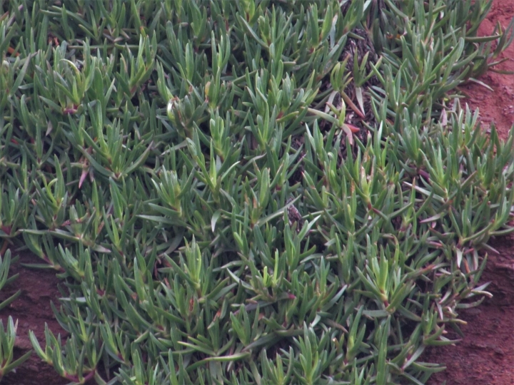 Sour Fig - Wild Food UK