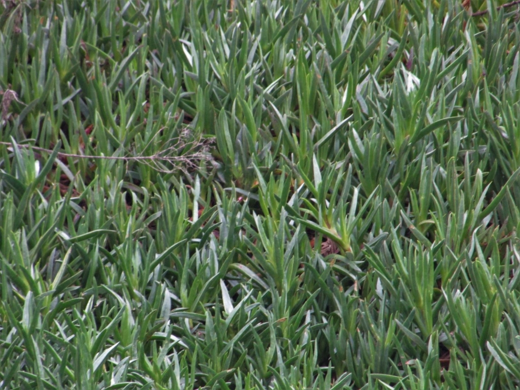 Sour Fig - Wild Food UK