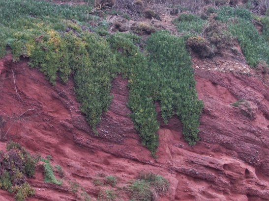 Sour Fig - Wild Food UK