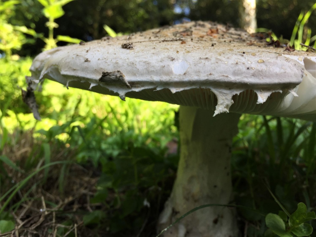 Warted Amanita - Wild Food UK