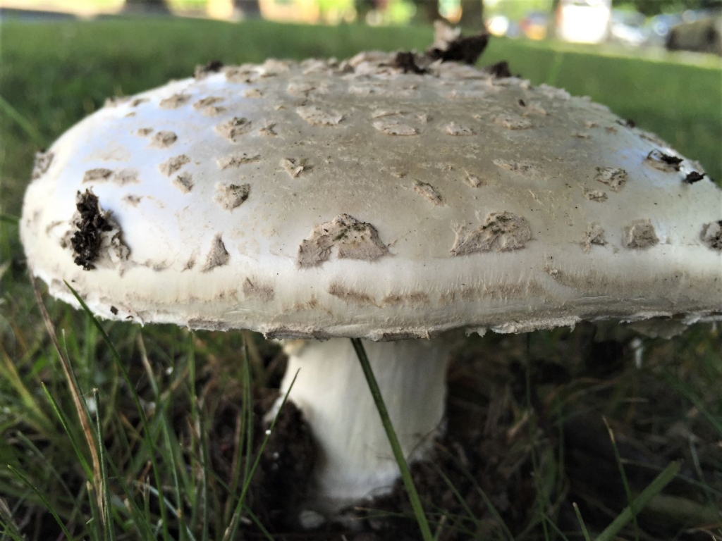 Warted Amanita - Wild Food UK