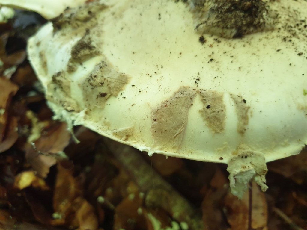 Warted Amanita - Wild Food UK