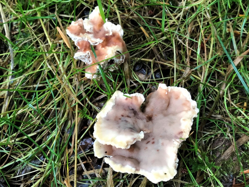 Blushing Rosette - Wild Food UK