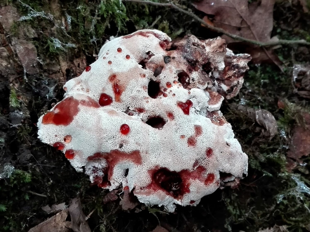 Blushing Rosette - Wild Food UK
