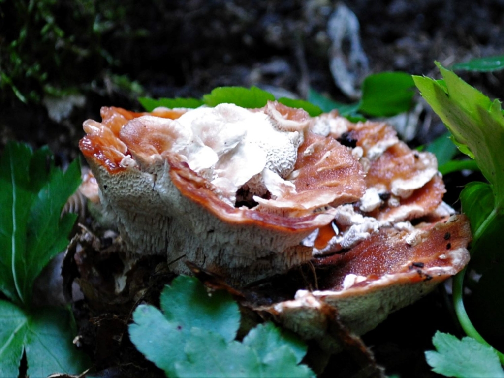 Blushing Rosette - Wild Food UK