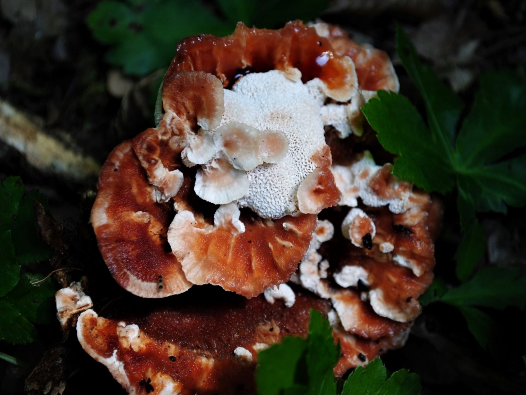 Blushing Rosette - Wild Food UK