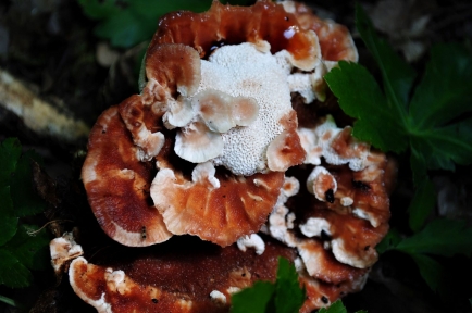 Wild UK Mushrooms (Fungi): Guide to Identification & Picking