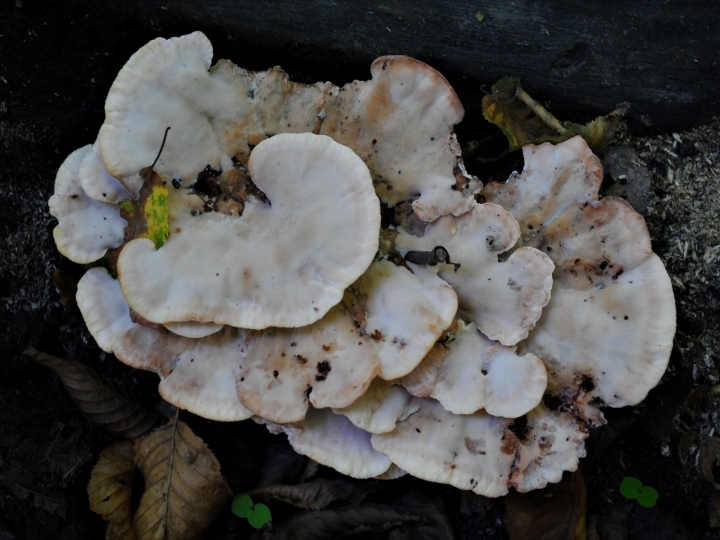 Blushing Rosette - Wild Food UK