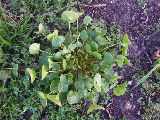 Miner’s lettuce - Wild Food UK