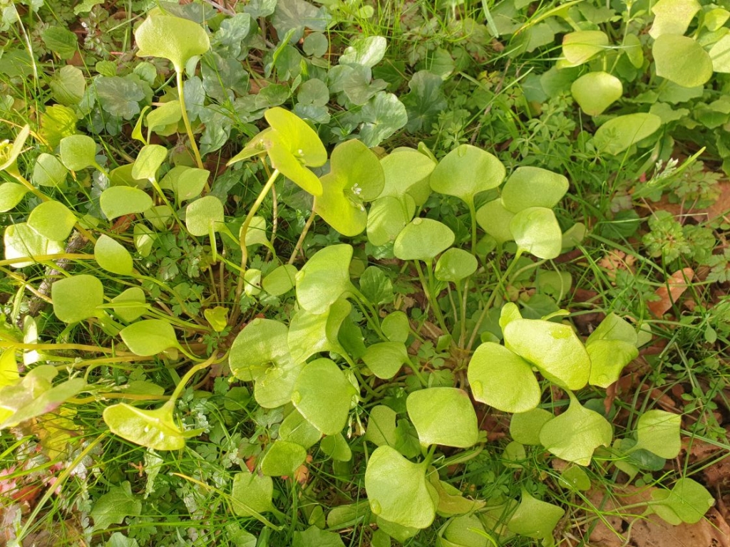 Miner’s lettuce - Wild Food UK