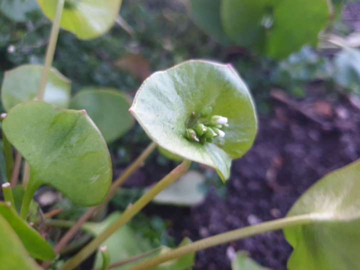 Miner’s lettuce - Wild Food UK