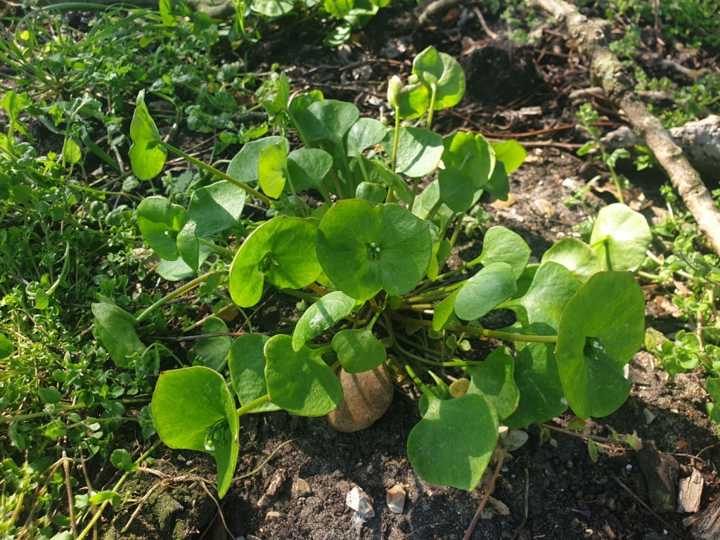 Miner’s lettuce - Wild Food UK