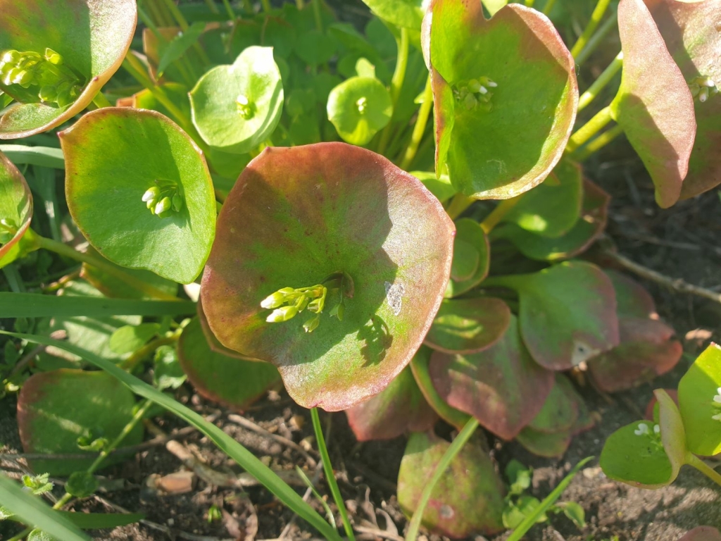 Miner’s lettuce - Wild Food UK