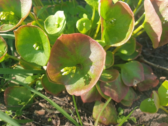 Miner’s lettuce - Wild Food UK