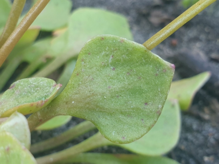 Miner’s lettuce - Wild Food UK