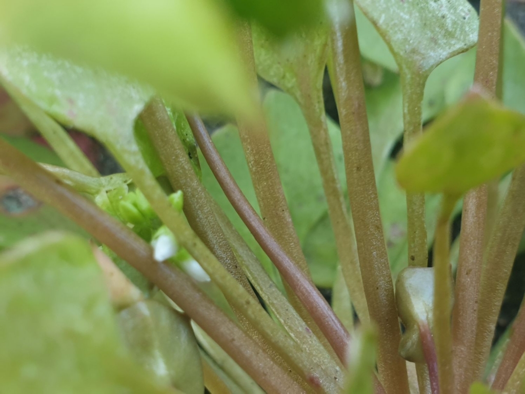 Miner’s lettuce - Wild Food UK