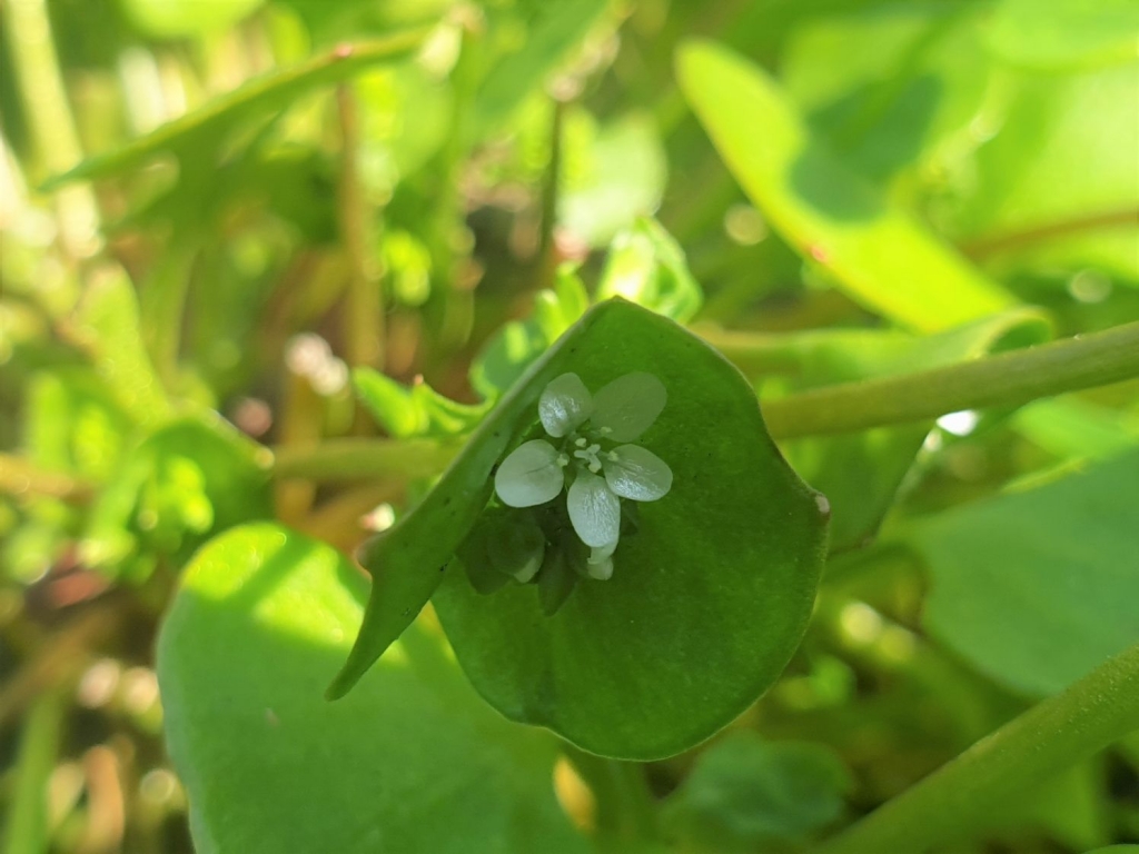 Miner’s lettuce - Wild Food UK