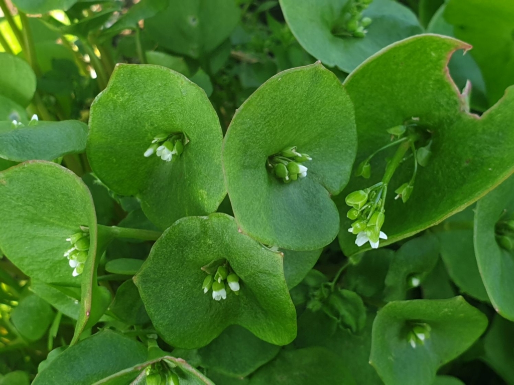 Miner’s lettuce - Wild Food UK