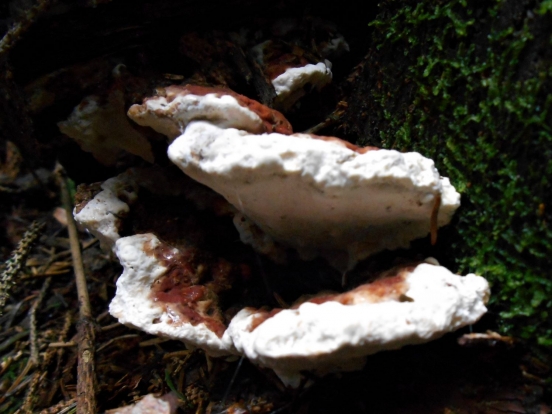 Root Rot - Wild Food UK