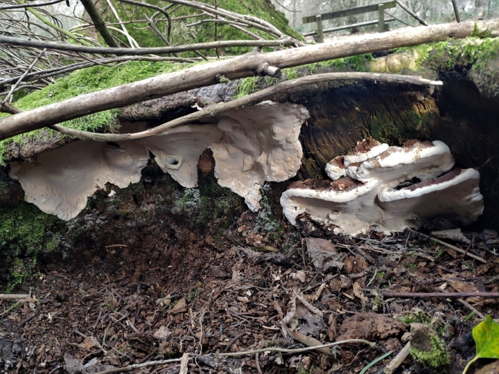 Root Rot - Wild Food UK