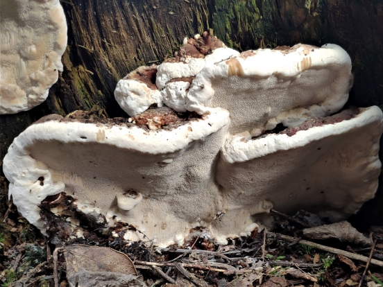 Root Rot - Wild Food UK