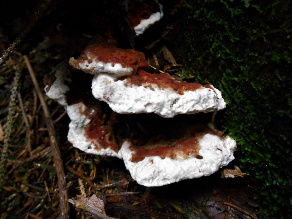 Root Rot - Wild Food UK