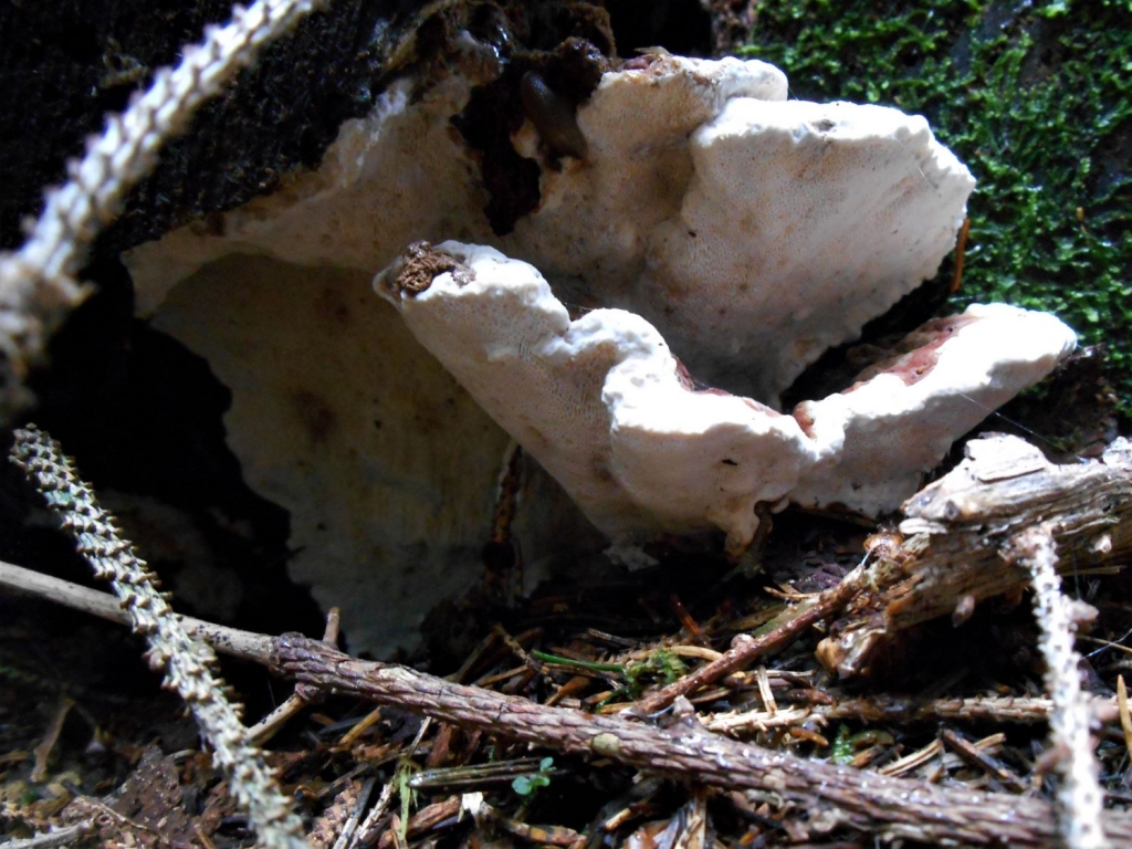 Root Rot - Wild Food UK