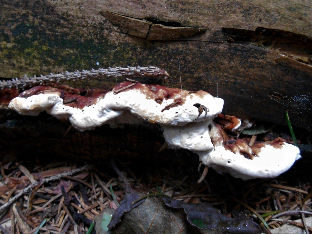 Root Rot - Wild Food UK