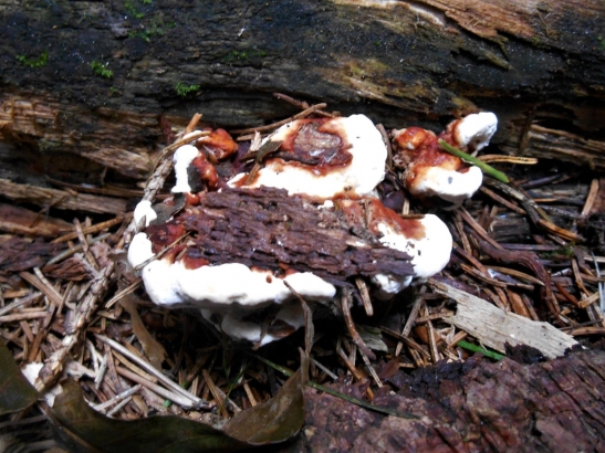 Root Rot - Wild Food UK