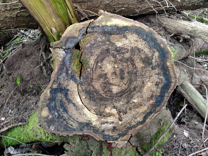 Root Rot - Wild Food UK