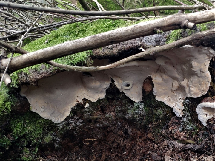 Root Rot - Wild Food UK